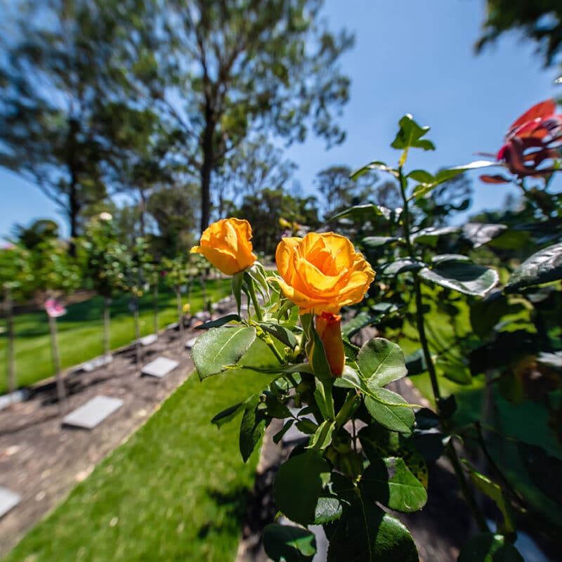 Macarthur Memorial Park Opens At Varroville, Campbelltown - Kemps Creek ...